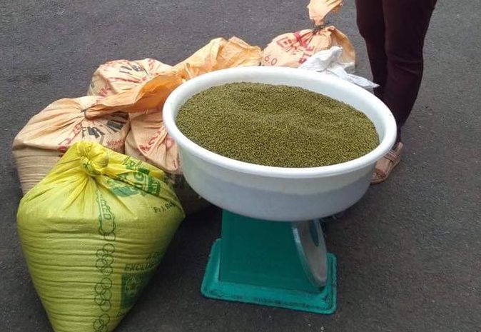 NVC sources homegrown mongo for Mingo Meals - NVC Foundation - A ...