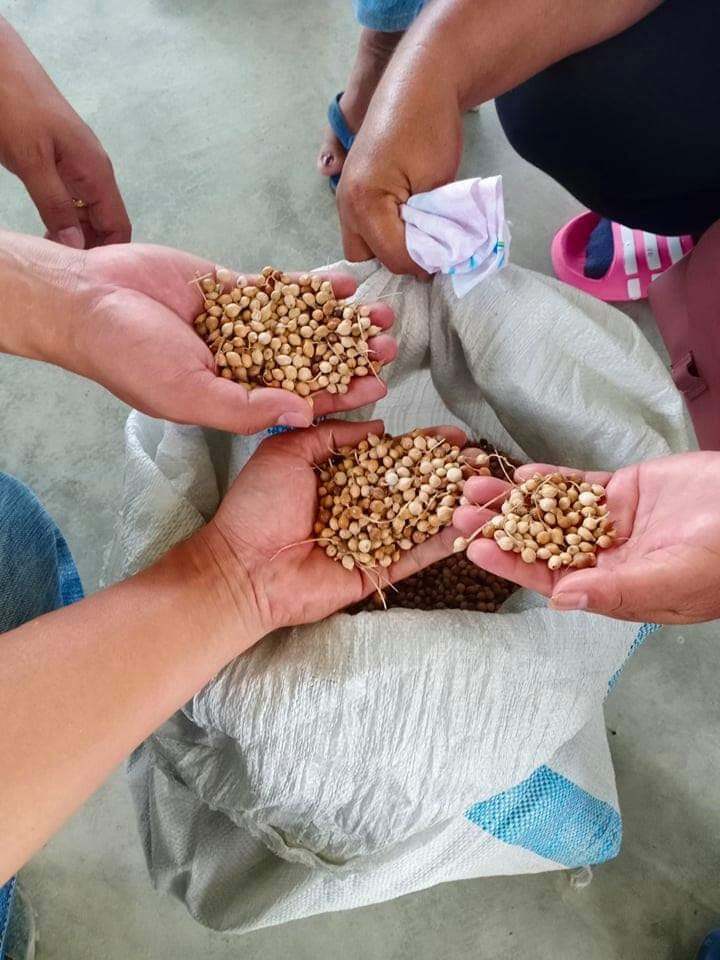Control Union Philippines Helps Our San Isidro Farmers of Hope Work ...