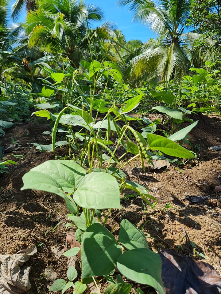Control Union Philippines Helps Our San Isidro Farmers of Hope Work ...