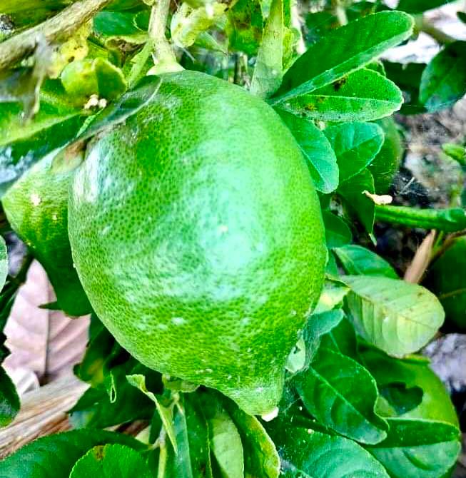 Our Talisay Gardeners Grow Hope - NVC Foundation - A Philippine Charity