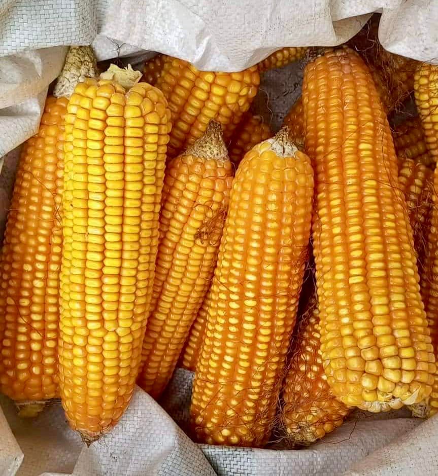 Control Union Philippines Helps Our San Isidro Farmers of Hope Work ...