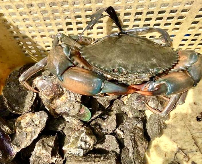 Oysters and Crabs: The Story of the Brgy. Dos Talabahan Association ...