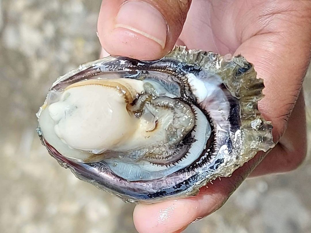 Oysters and Crabs: The Story of the Brgy. Dos Talabahan Association ...