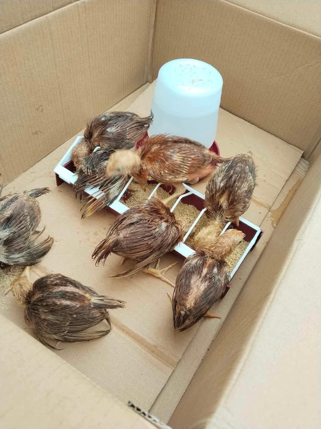 Hatching Soon: Hope - NVC Foundation - A Philippine Charity